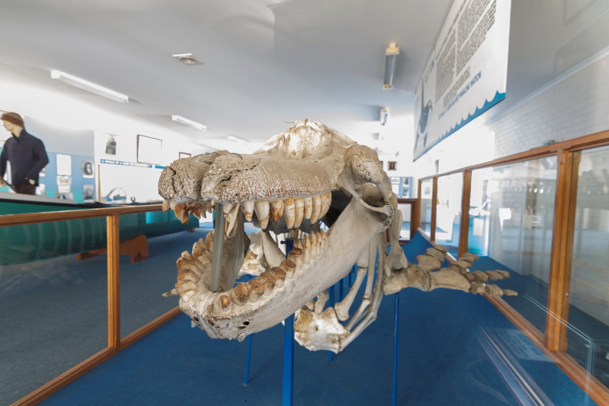 Eden Killer Whale Museum - Sydney Melbourne Touring